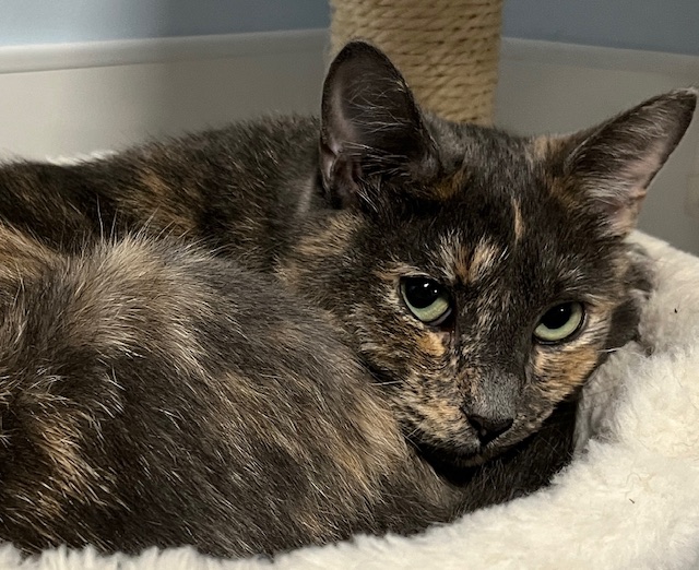 Cats Looking for Their Forever Home or for Sponsor Parents - Kitty Harbor