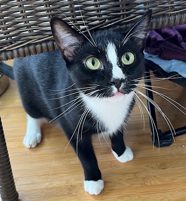 Cats Looking for Their Forever Home or for Sponsor Parents - Kitty Harbor